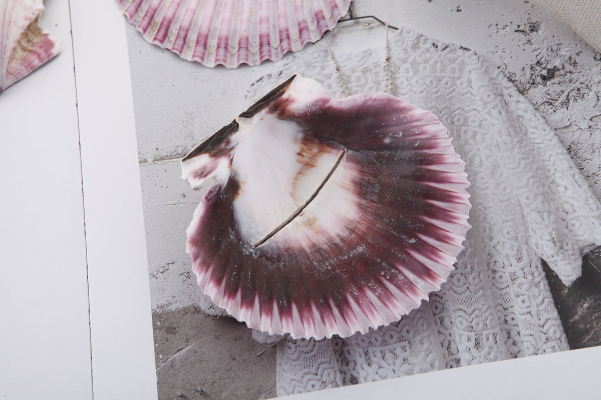 Set of 1 Beach wedding shell card holders for your beach dinner party ...